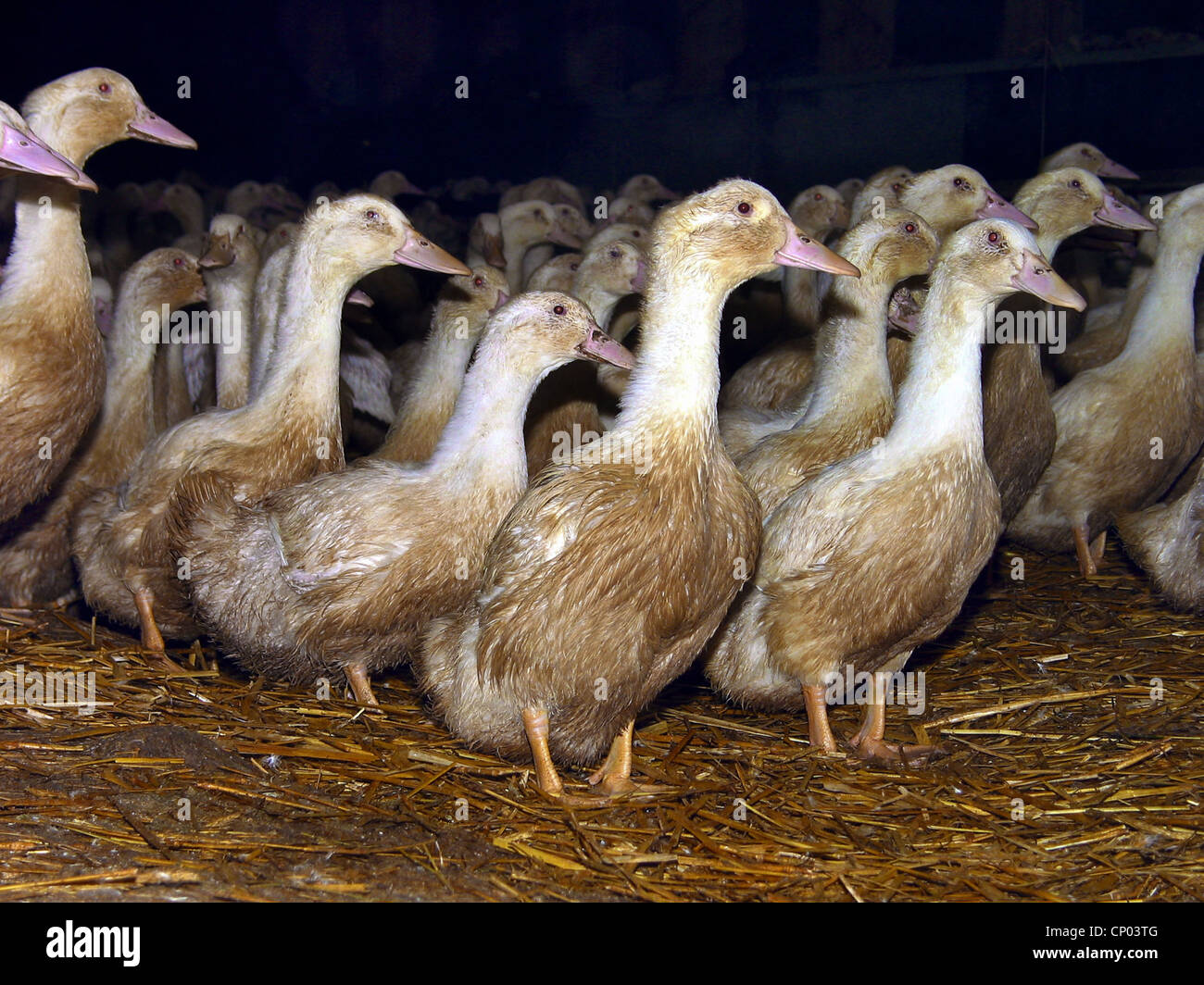 Intensive feeding of ducks hi-res stock photography and images - Alamy