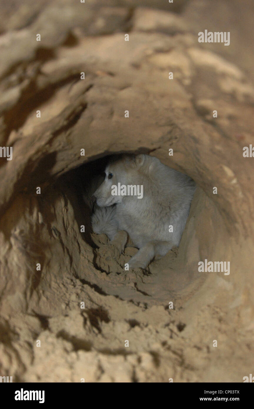 Dog hole cave hi-res stock photography and images - Alamy