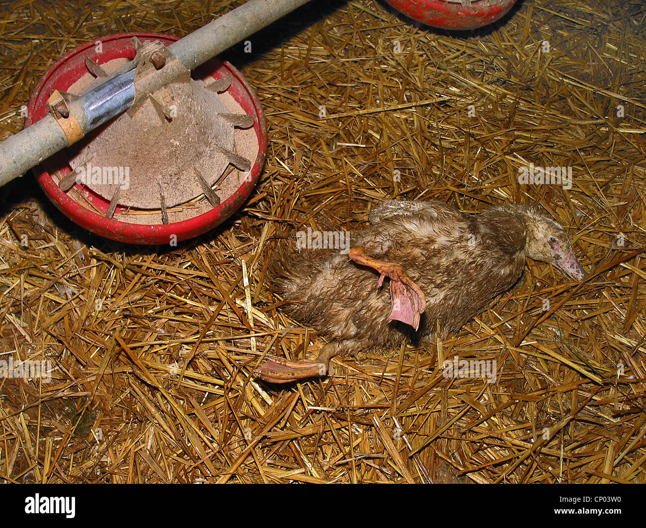 Poultry feeding for fattening hi-res stock photography and images - Alamy