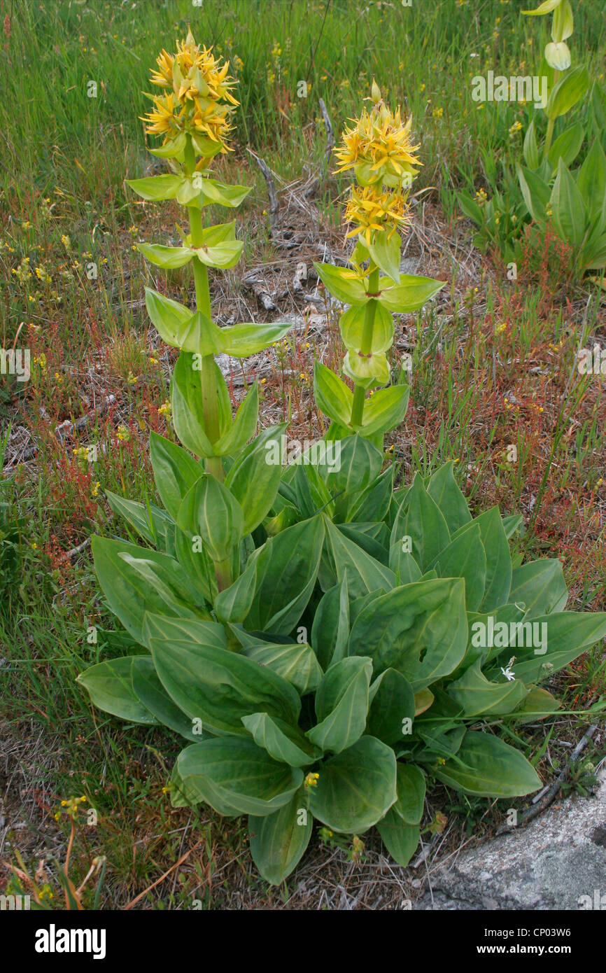 yellow gentian (Gentiana lutea), blooming, France, Massif Central ...