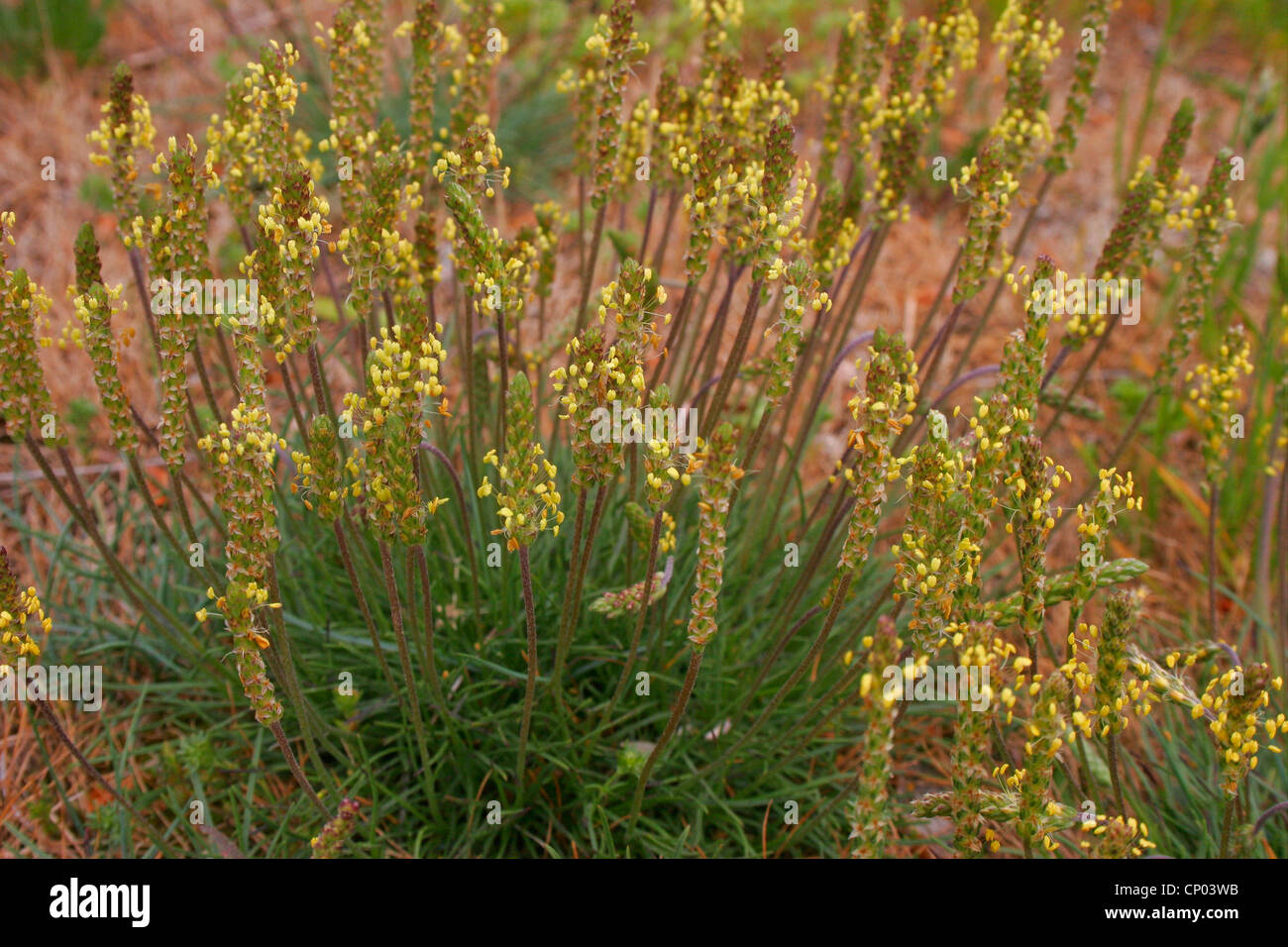 Plantago subulata (Plantago subulata), blooming, France, Massif Central ...