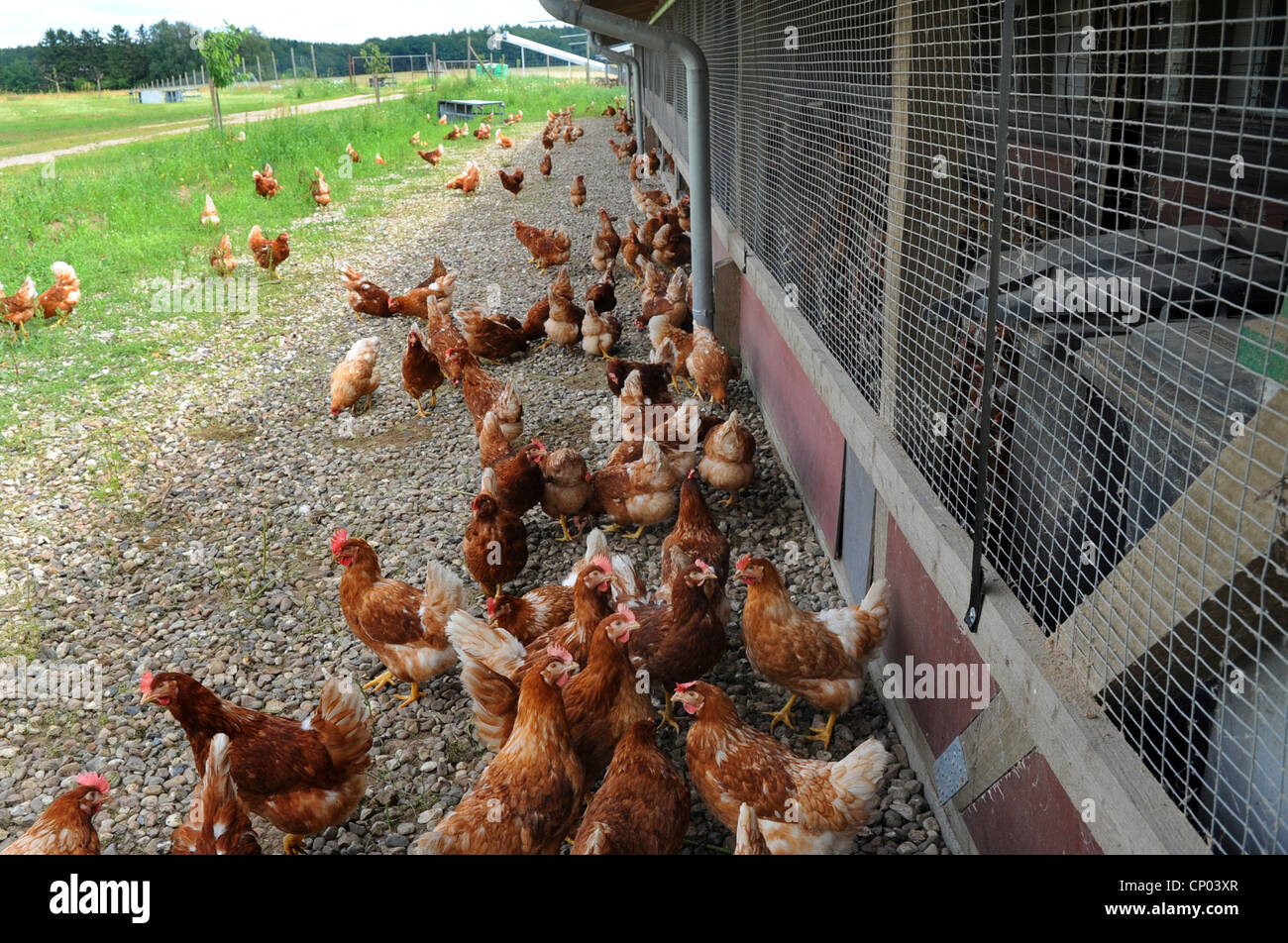 Domestic fowl gallus gallus f domestica hi-res stock photography and ...