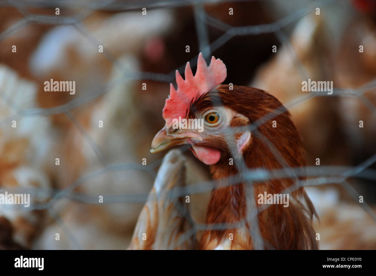 Chickens behind fence hi-res stock photography and images - Alamy