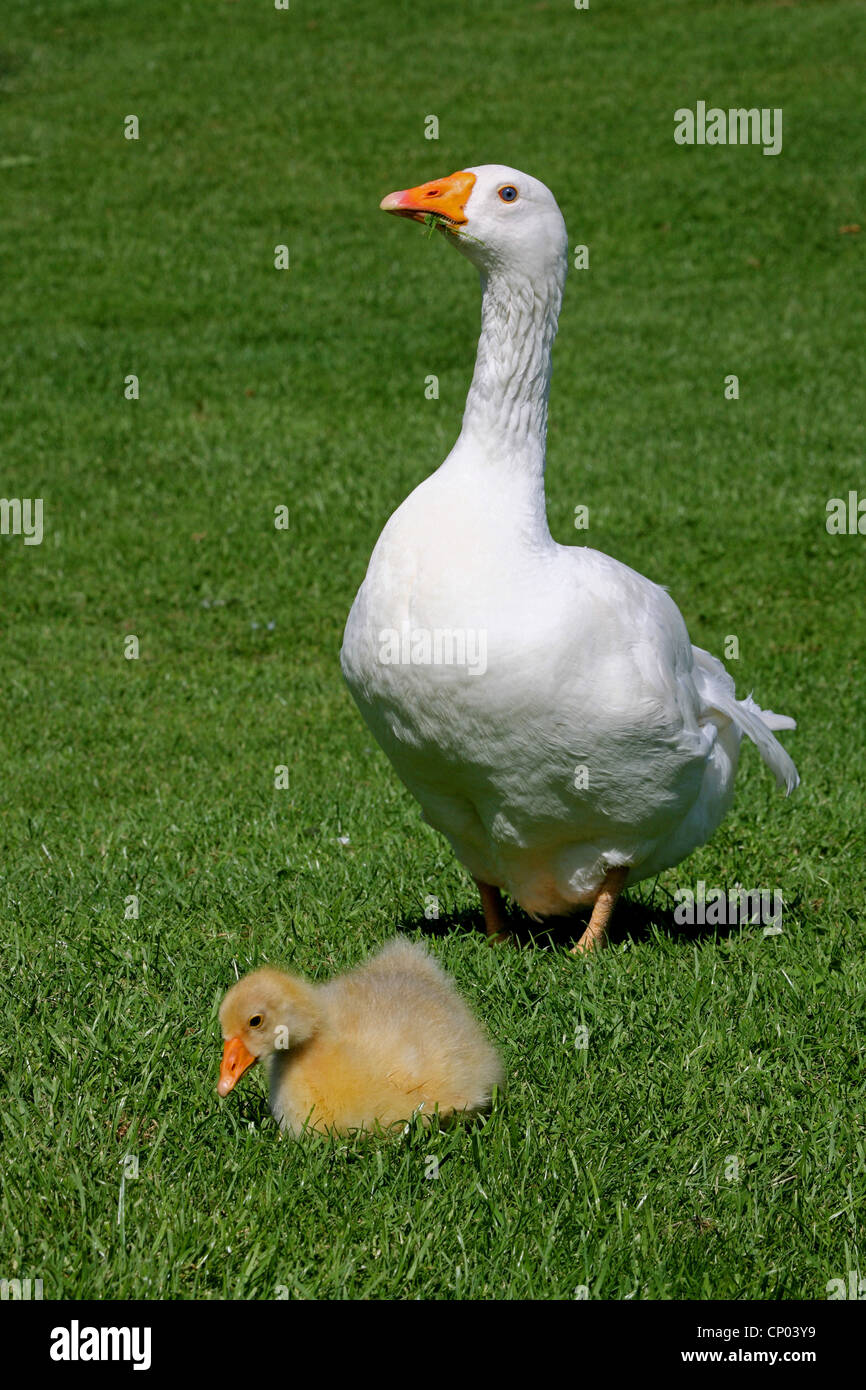 Diepholzer gans hi-res stock photography and images - Alamy