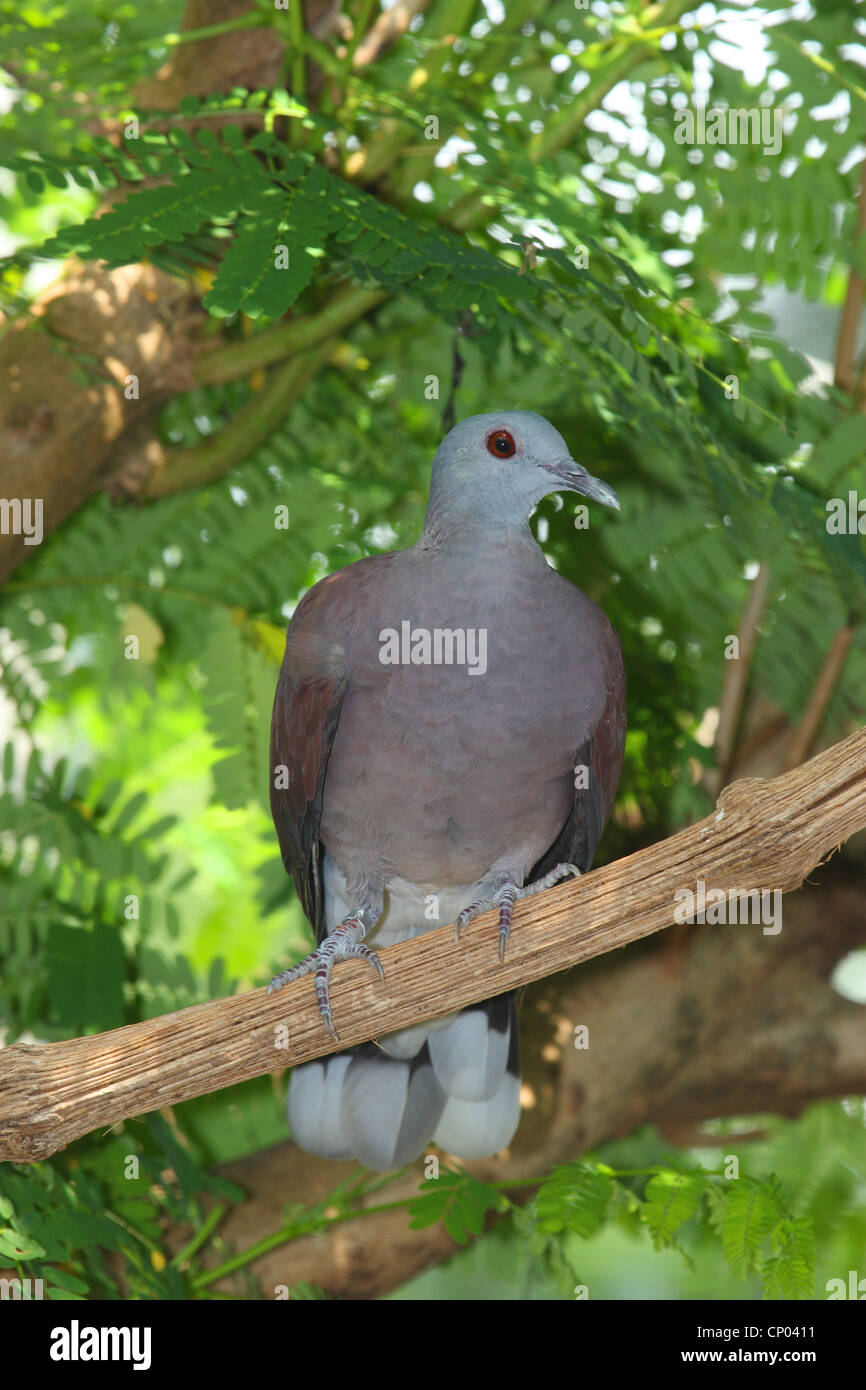 Madagascar turtle dove (Streptopelia picturata), sitting on a branch ...
