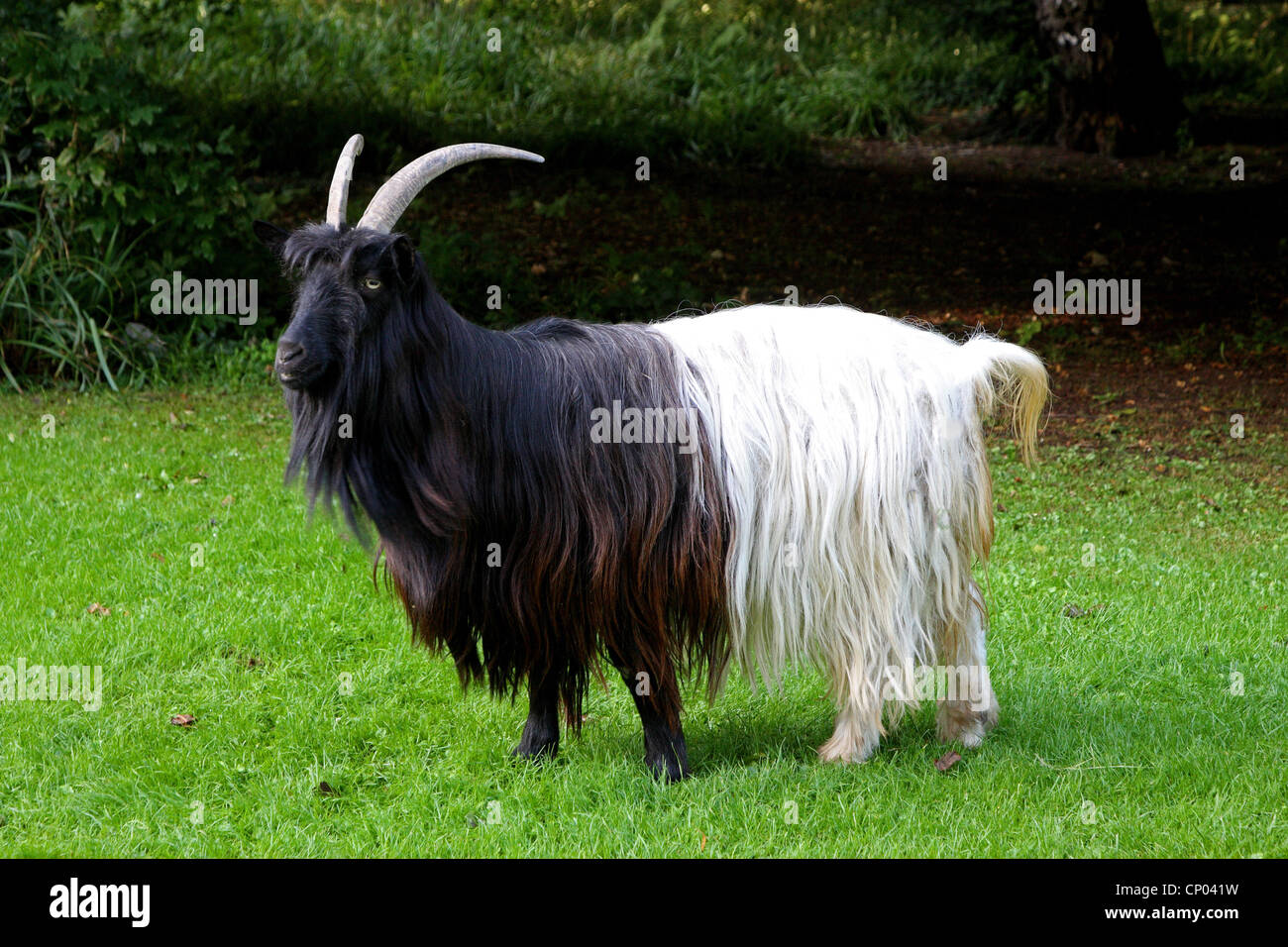 Valais blackneck goat hi-res stock photography and images - Alamy