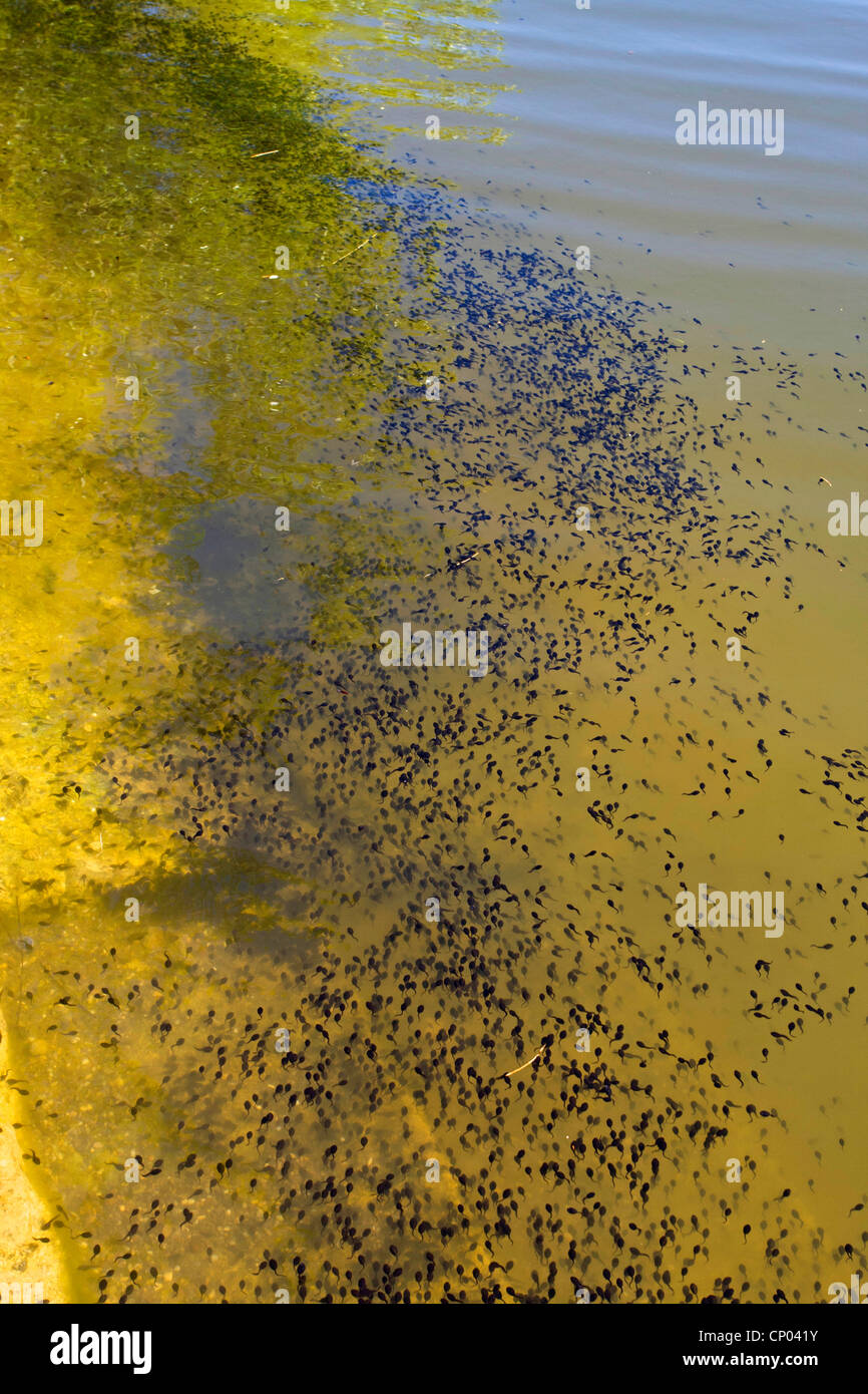 Tadpoles Stock Photos & Tadpoles Stock Images - Alamy