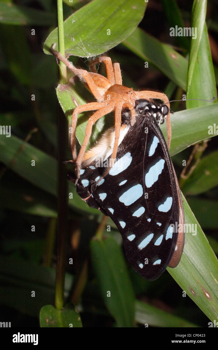 Spider (Thalassius sp : Pisauridae), female feeding on a butterfly in a ...