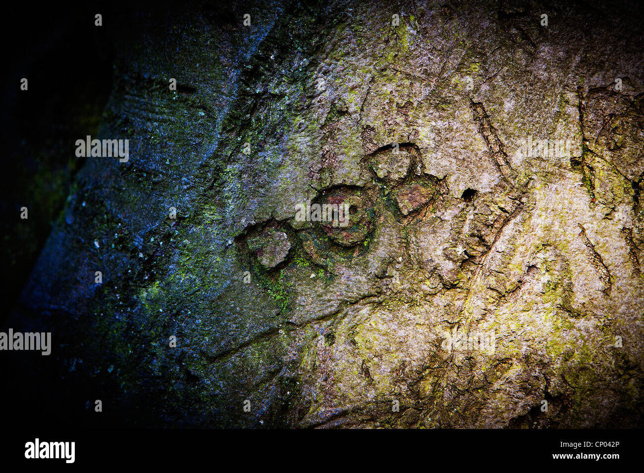 Letters carved into the bark of a tree Stock Photo - Alamy