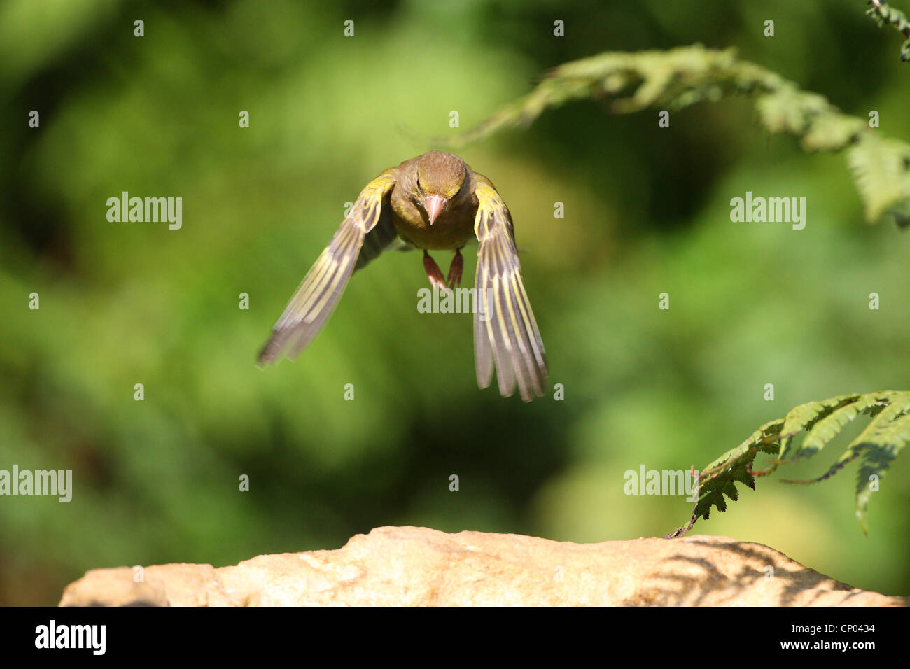 western greenfinch (Carduelis chloris), flying Stock Photo - Alamy