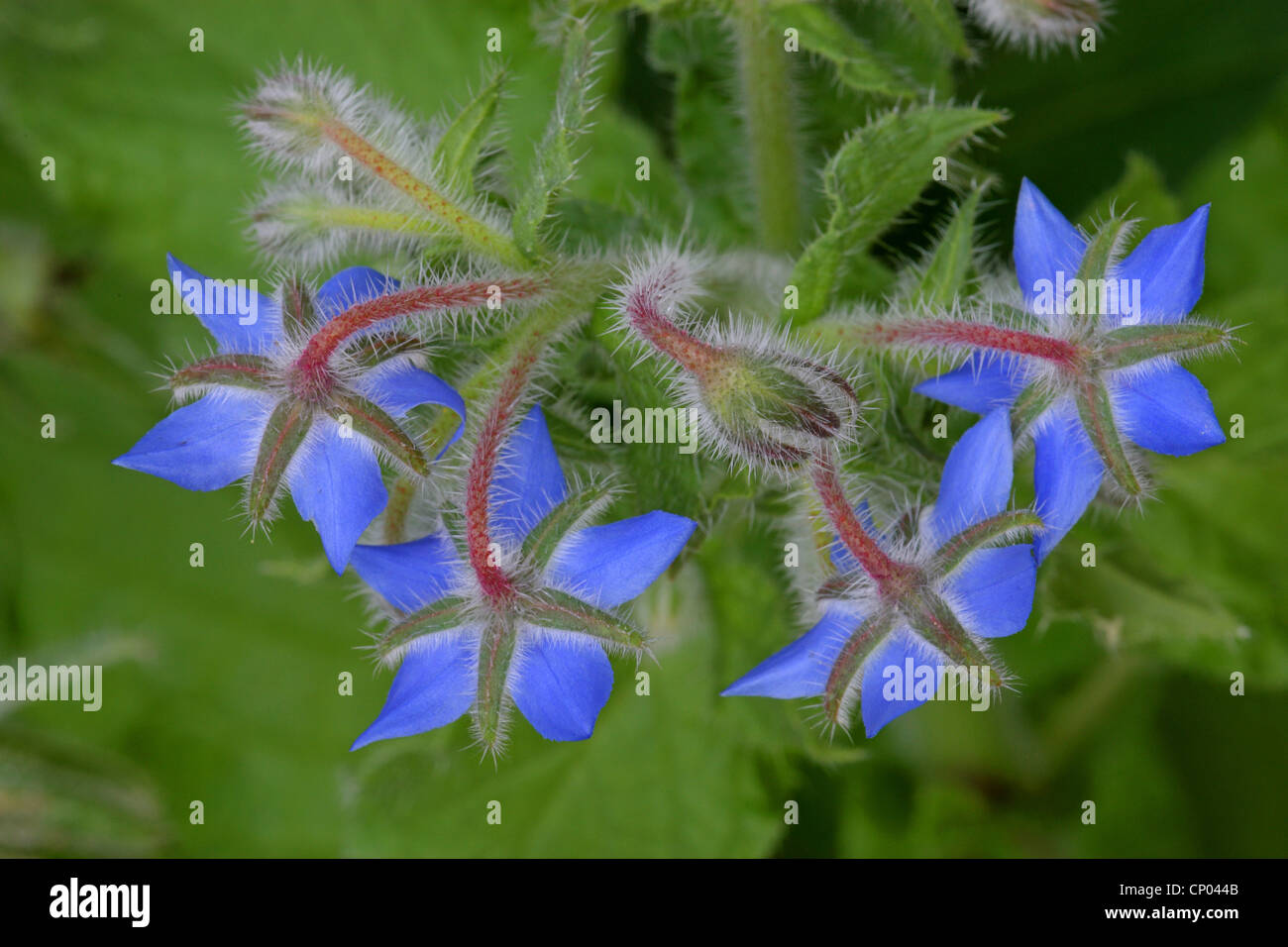 common borage (Borago officinalis), flowers Stock Photo - Alamy