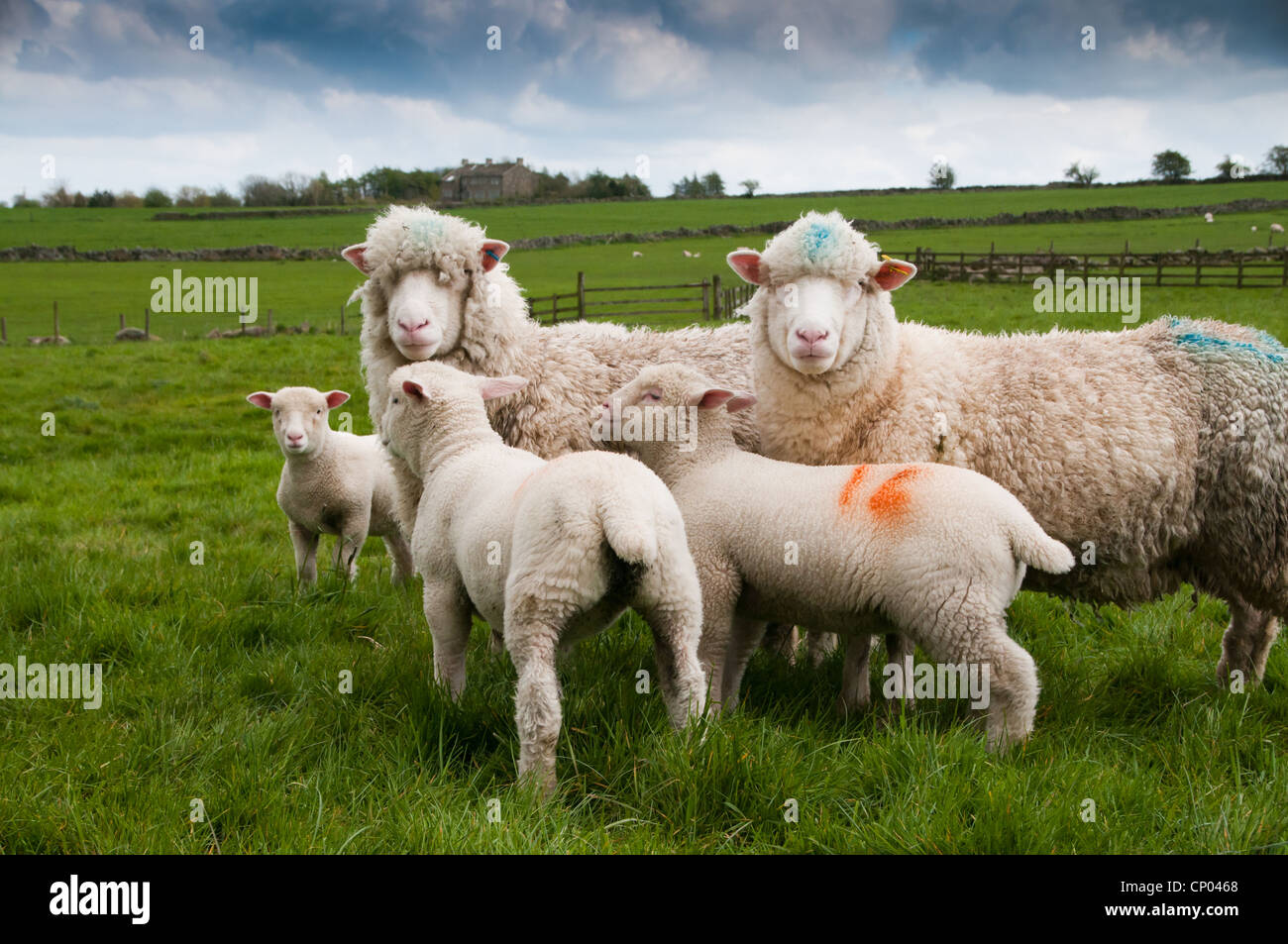 Dorset sheep in Darley Stock Photo - Alamy