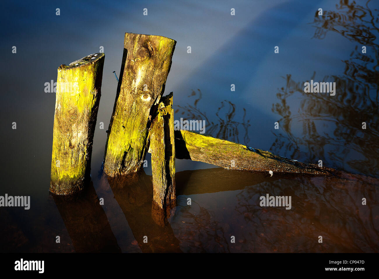 Derelict pieces of wood protruding from the lake at Lymm Dam, Cheshire ...