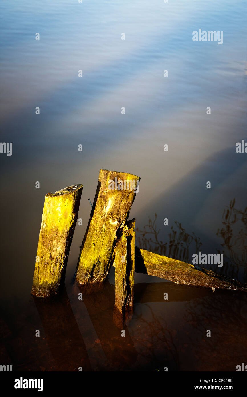 Derelict pieces of wood protruding from the lake at Lymm Dam, Cheshire ...