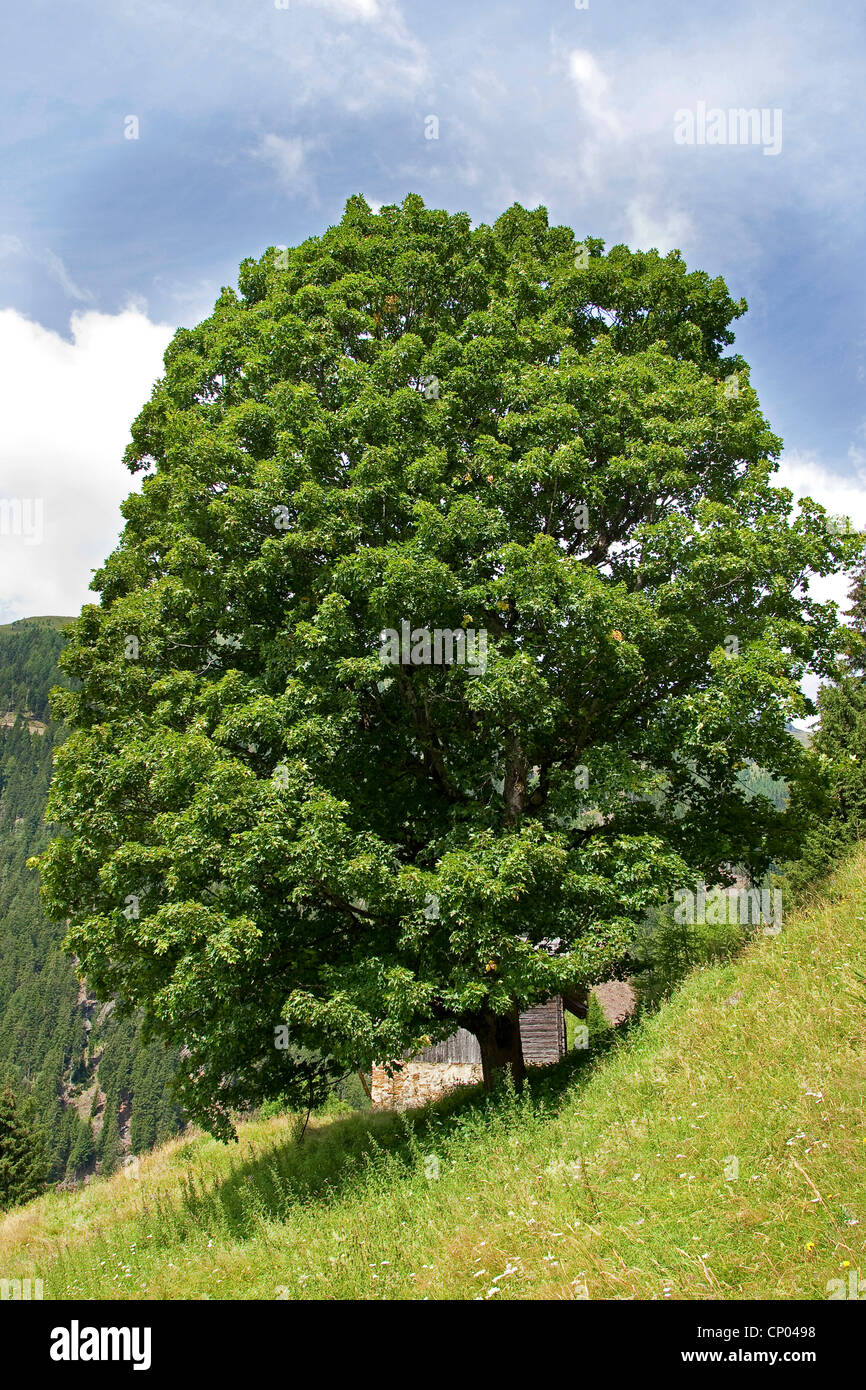 Sycamore tree and barn hi-res stock photography and images - Alamy
