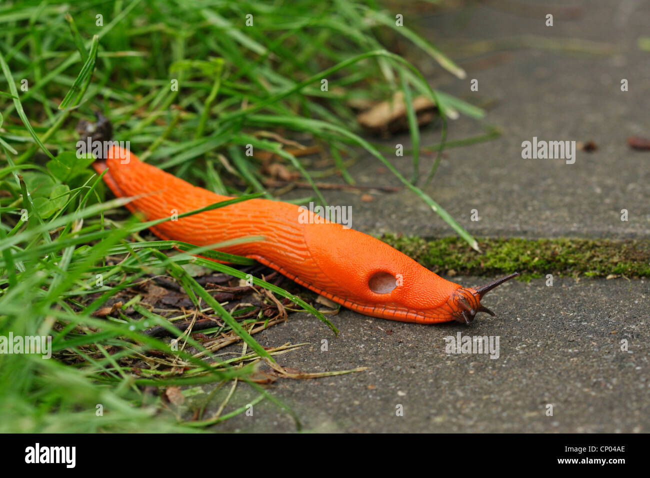 large red slug, greater red slug, chocolate arion (Arion rufus ...