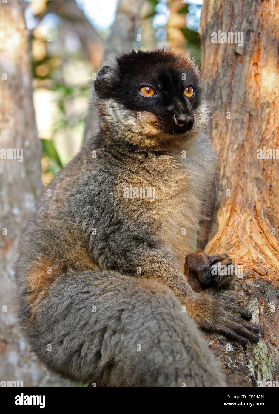 Common Brown Lemur, Eulemur fulvus, Lemuridae, Primates. Vakona Forest ...