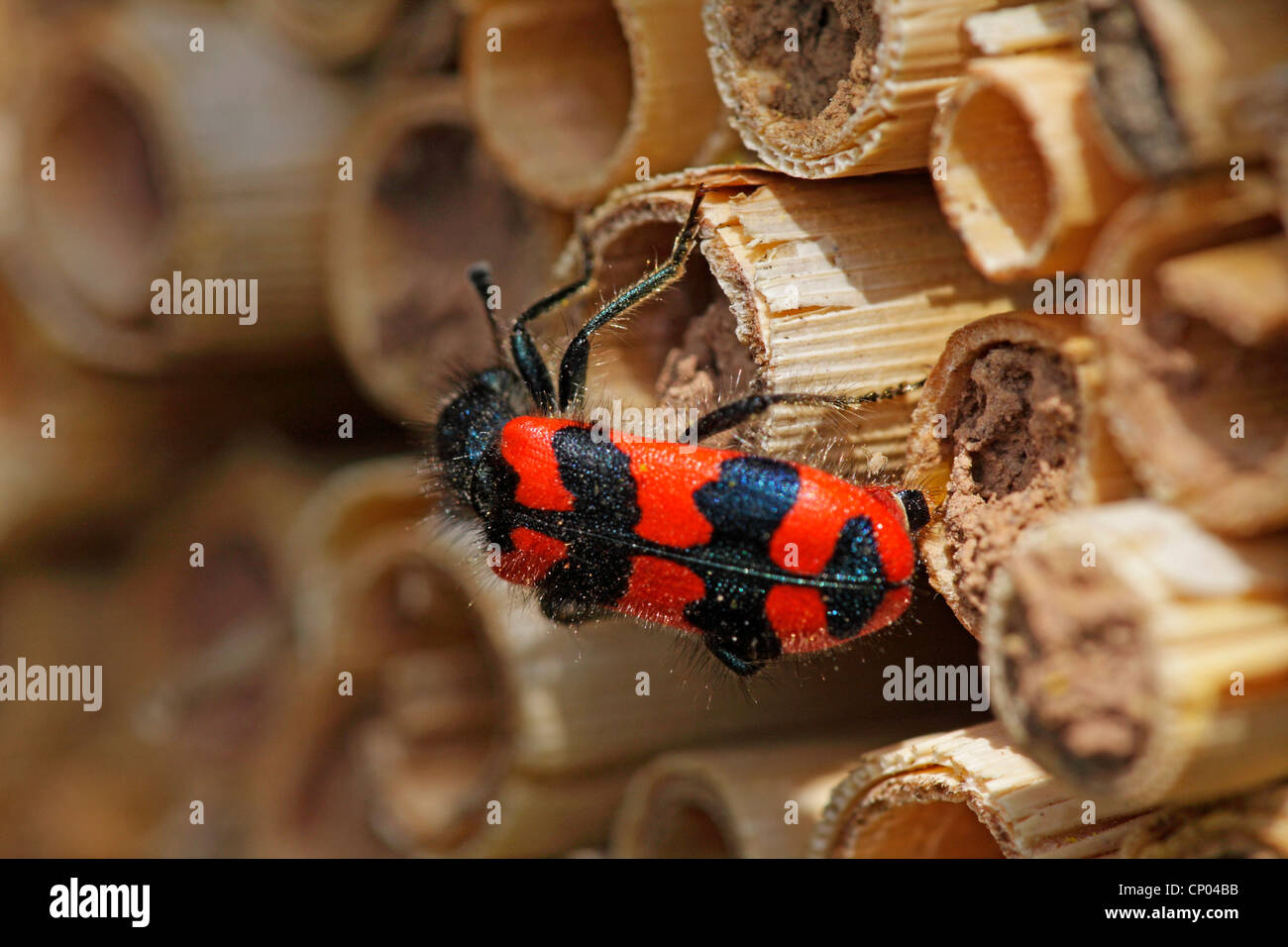 Trichodes alvearius (Trichodes alvearius), at ist den, Germany, Baden ...
