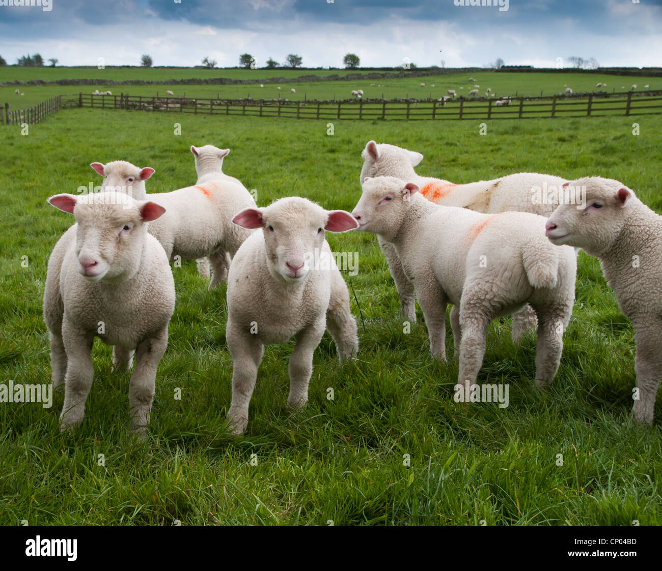 Dorset sheep in Darley Stock Photo - Alamy