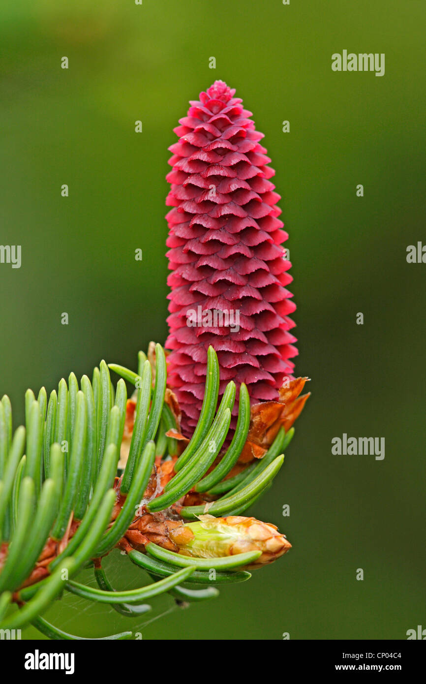 Norway spruce (Picea abies), blooming cone, Switzerland, Valais Stock Photo - Alamy