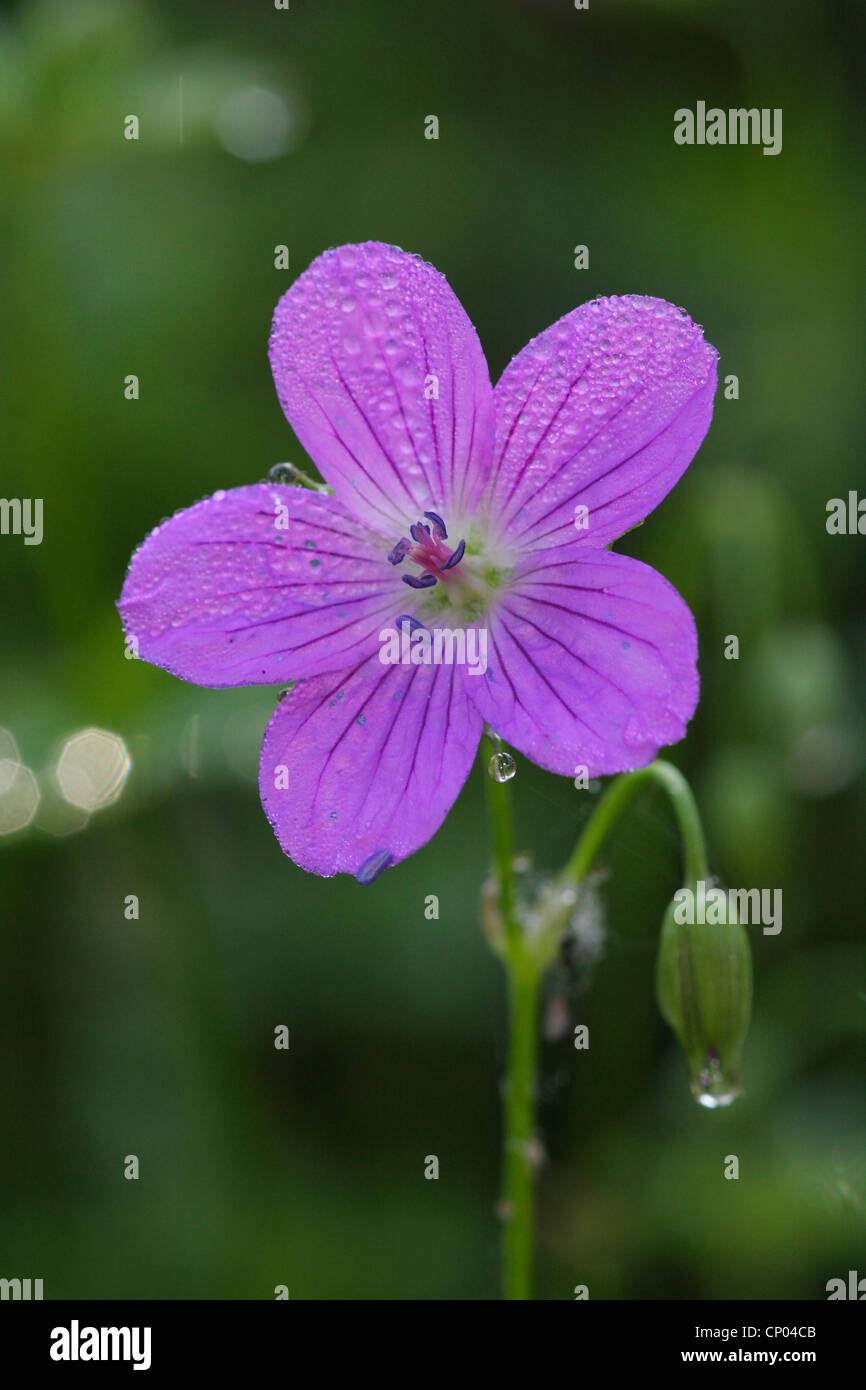 marsh cranesbill (Geranium palustre), flower, Germany, Baden ...