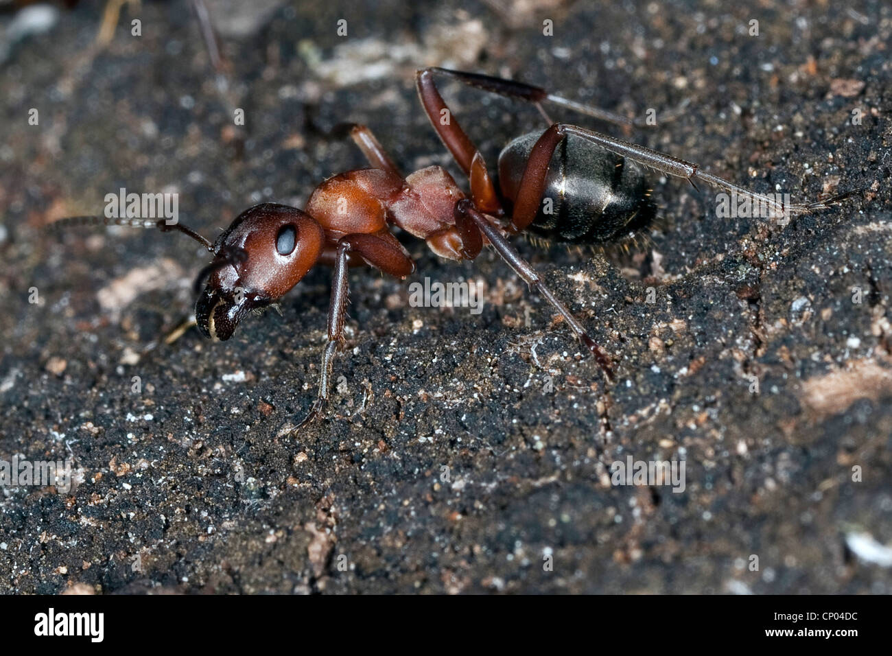 Red ant hi-res stock photography and images - Alamy