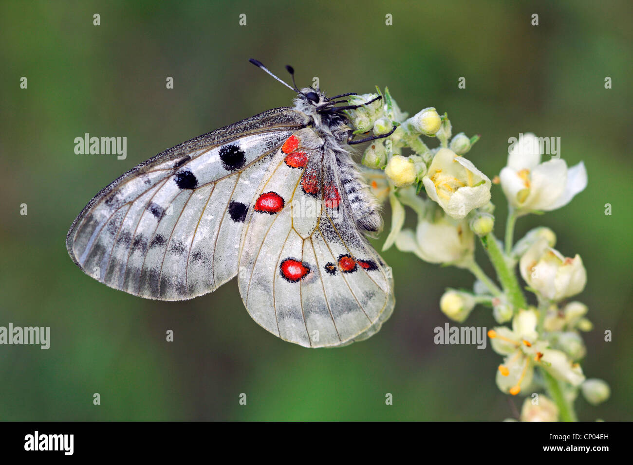 apollo (Parnassius apollo), on a flower, Germany, Baden-Wuerttemberg ...