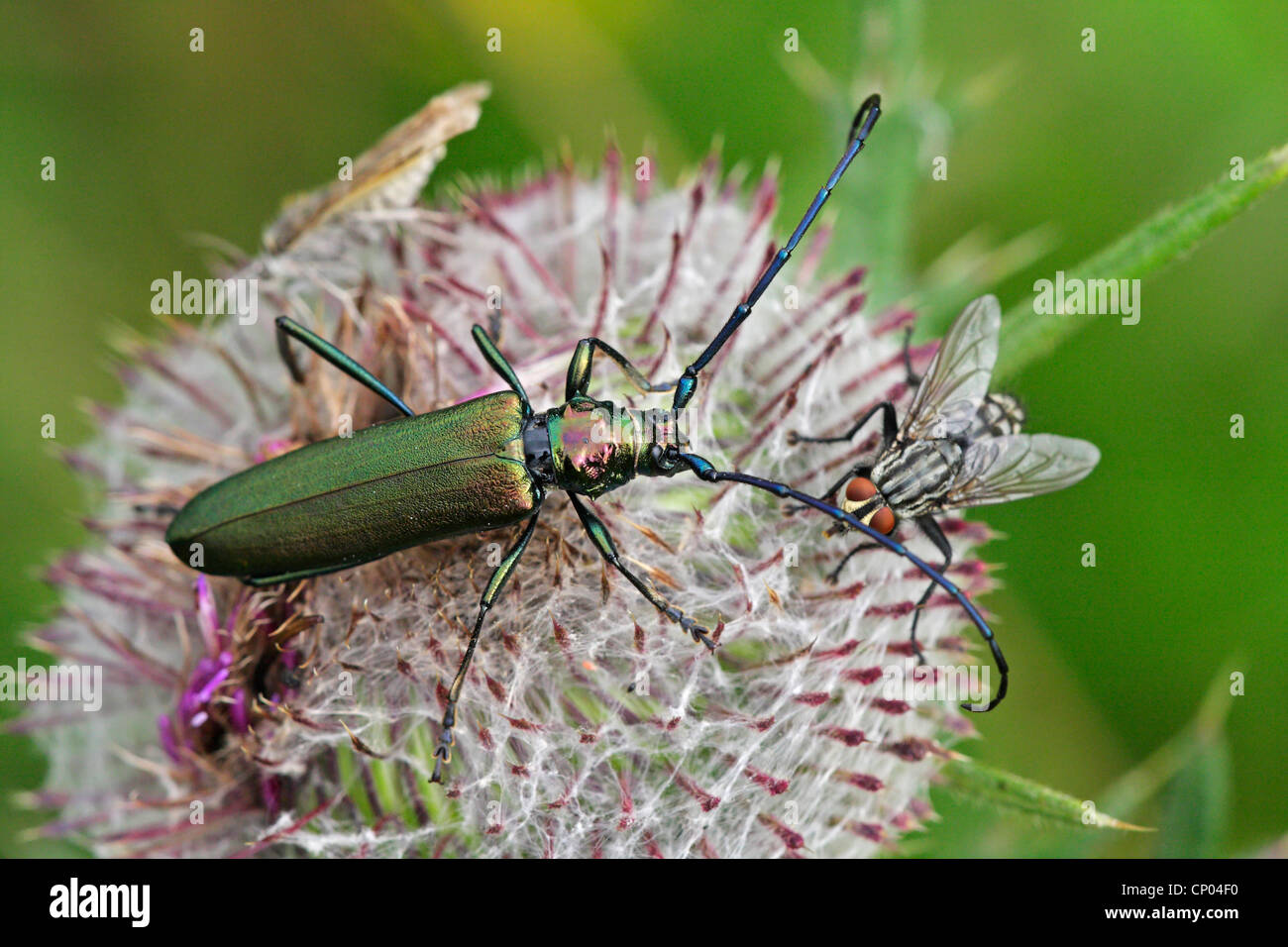 musk beetle (Aromia moschata), sitting on a thistle together with a fly ...