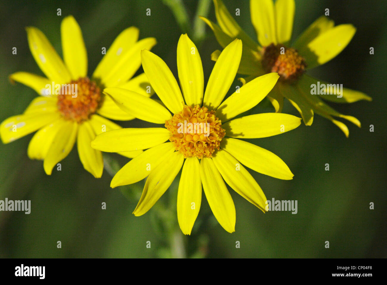 common ragwort, stinking willie, tansy ragwort, tansy ragwort (Senecio ...