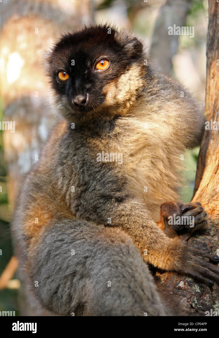 Common Brown Lemur, Eulemur fulvus, Lemuridae, Primates. Vakona Forest ...