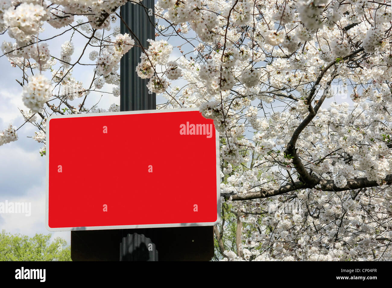 Red traffic sign over cherry blossoms Stock Photo - Alamy