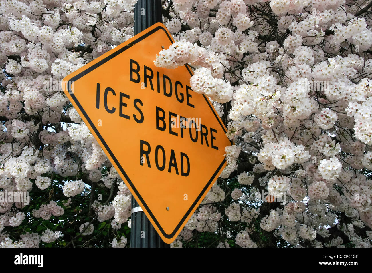 Traffic sign bridges ices before road over cherryblossoms Stock Photo ...