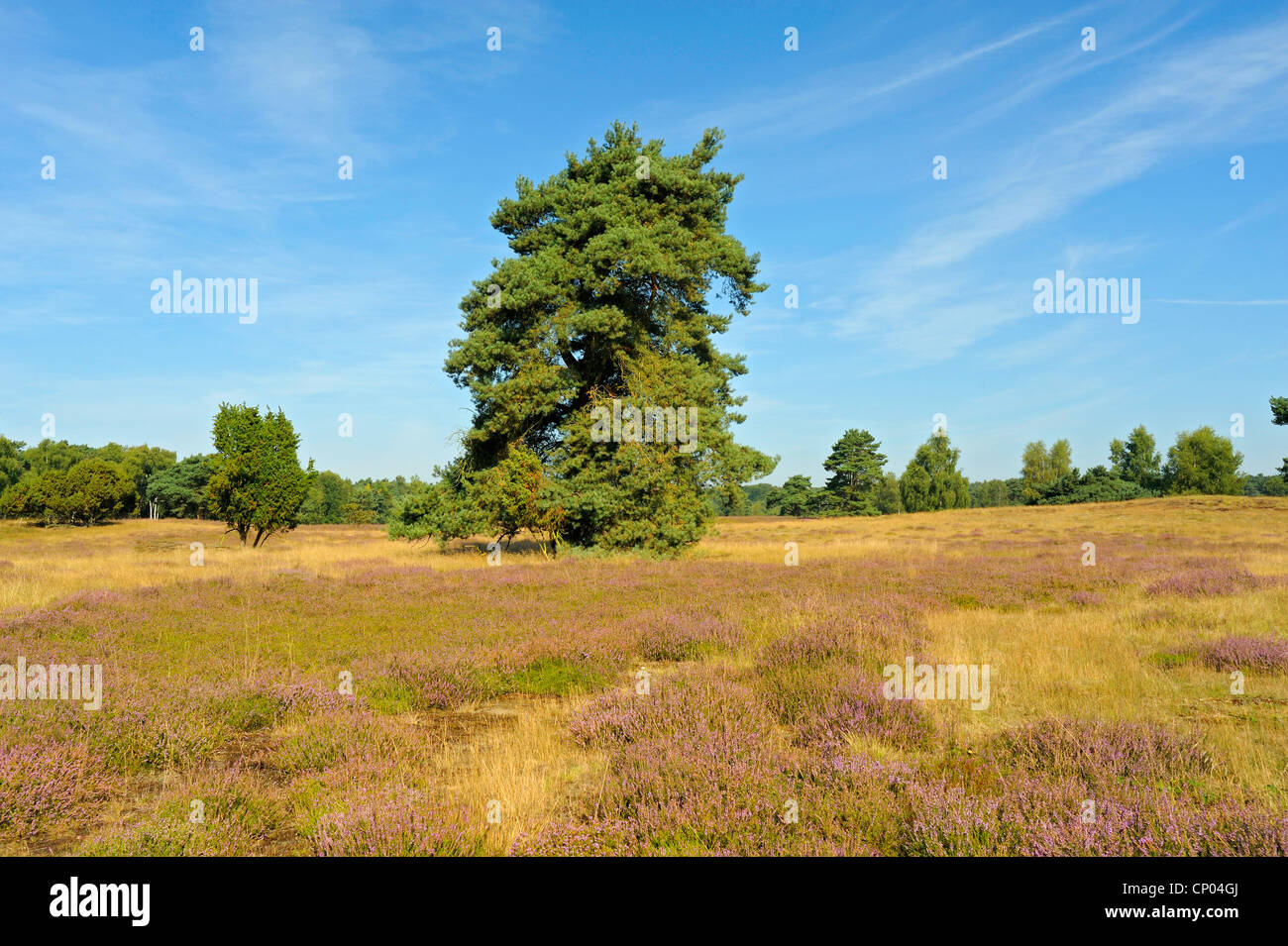 Scotch pine, scots pine (Pinus sylvestris), pine in blooming heathland ...