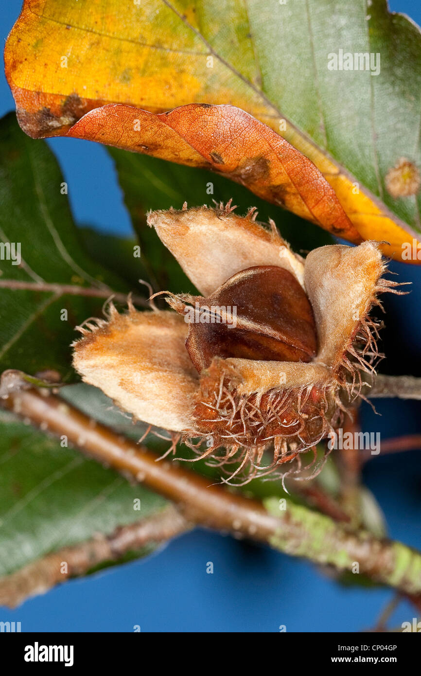 Beech tree fruit hi-res stock photography and images - Alamy