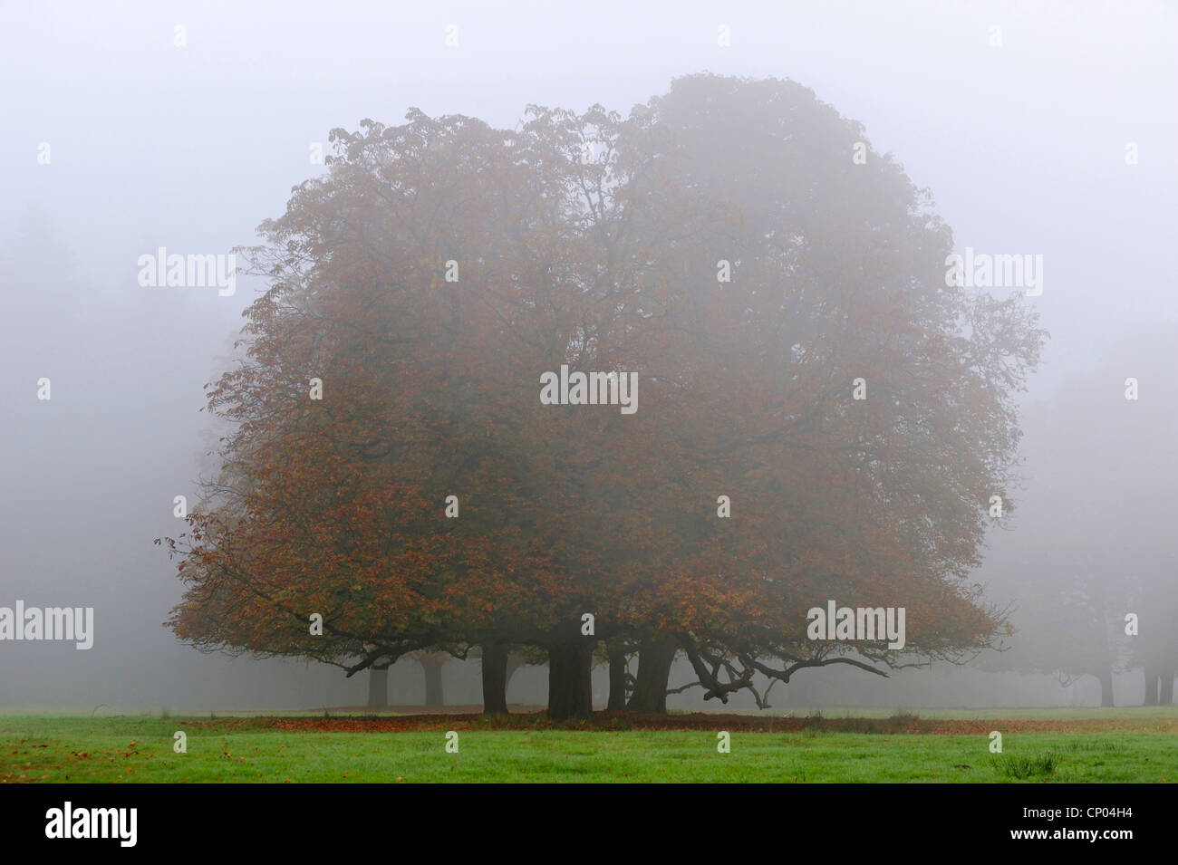 Chestnut tree grove hi-res stock photography and images - Alamy
