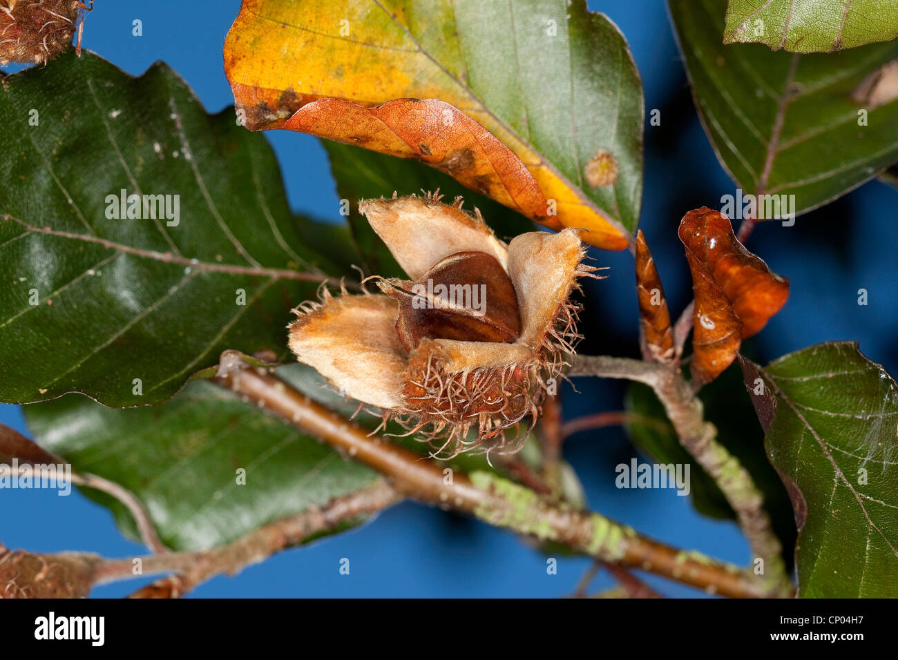 Beechnuts european beech common beech hi-res stock photography and ...