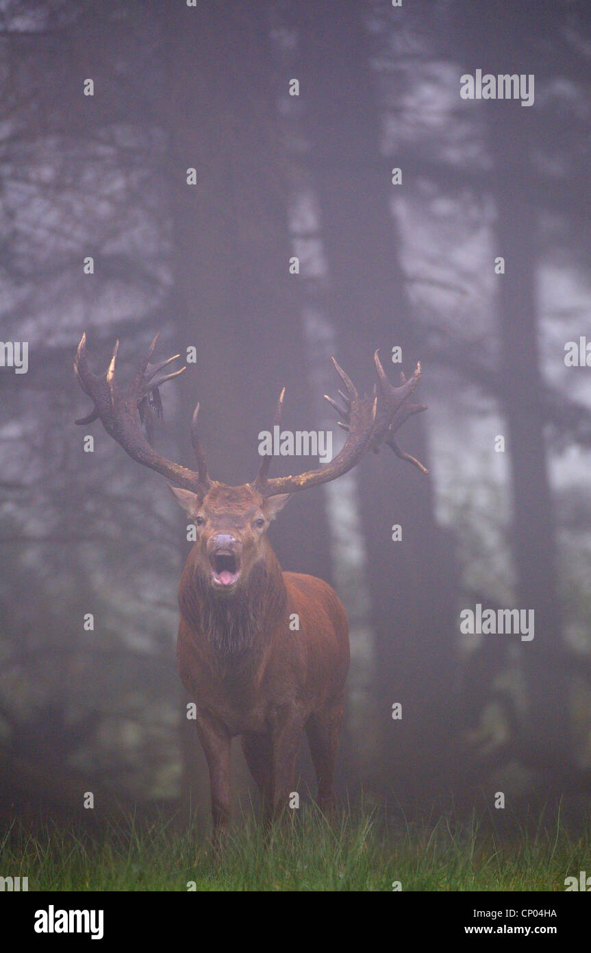 Roaring deer hi-res stock photography and images - Alamy