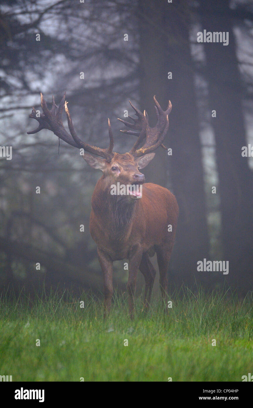 red deer (Cervus elaphus), roaring deer in morning mist, Germany, North ...