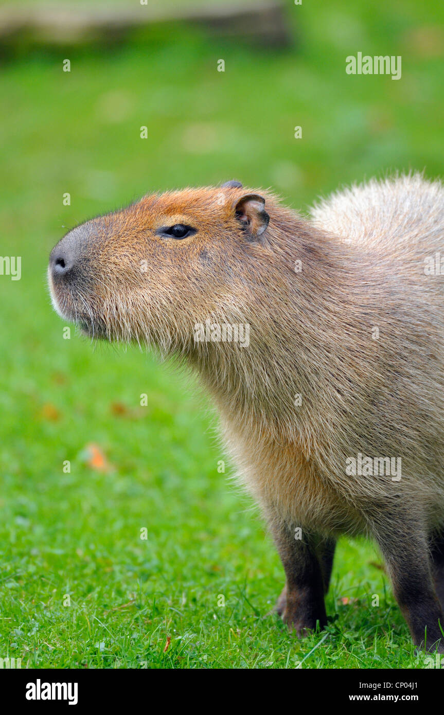 capybara, carpincho (Hydrochaeris hydrochaeris, Hydrochoeris ...