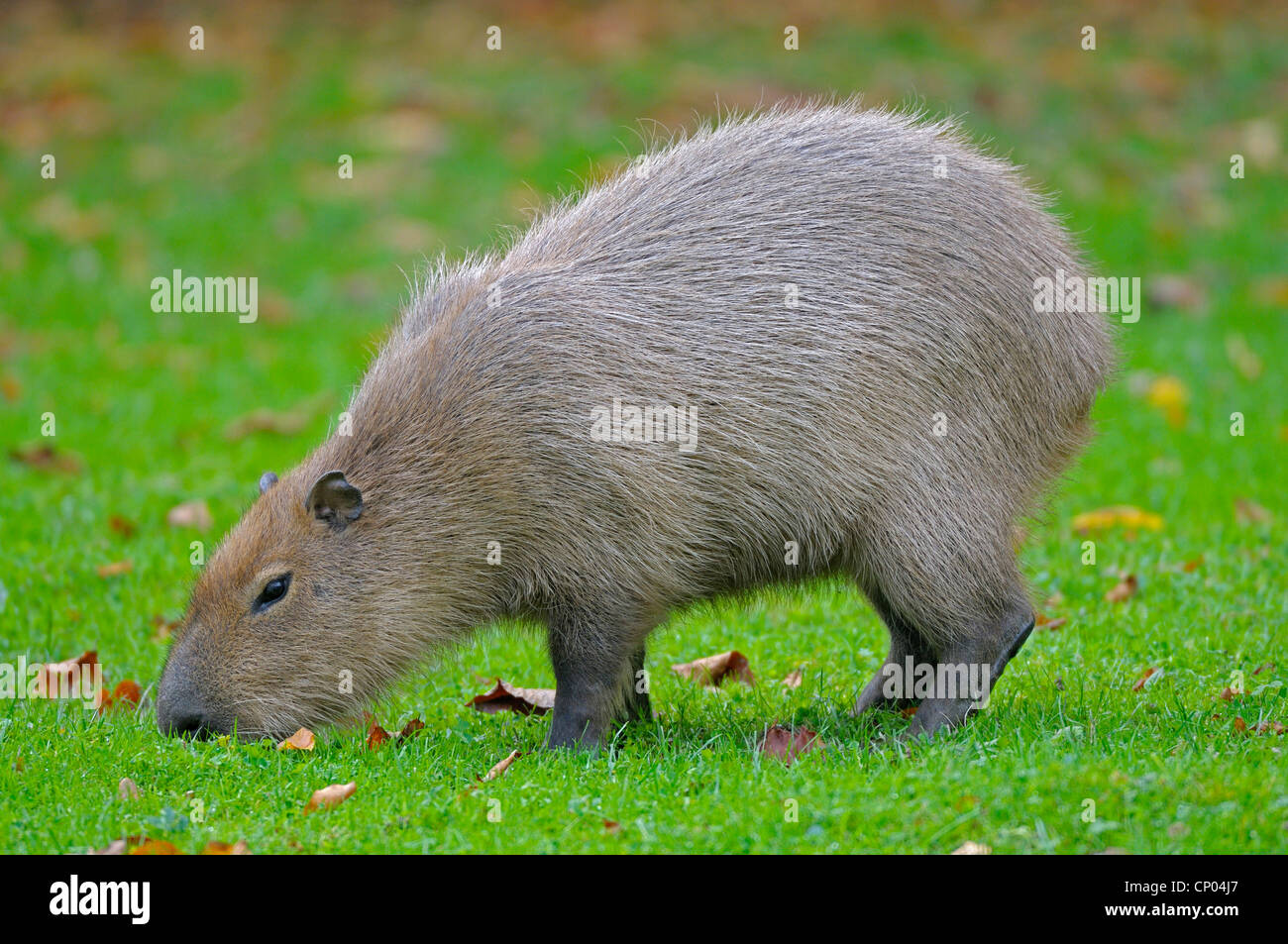 capybara, carpincho (Hydrochaeris hydrochaeris, Hydrochoeris ...