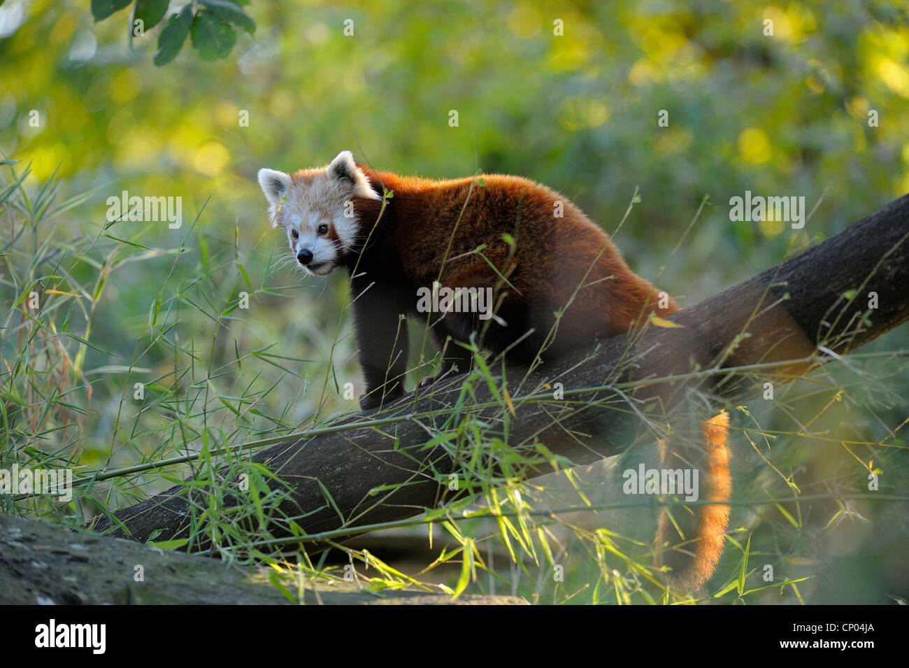 Red panda side view hi-res stock photography and images - Alamy