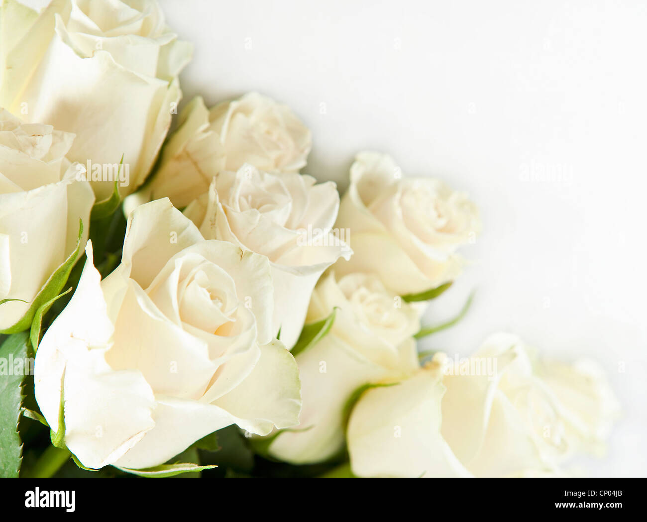 Beautiful bunch of white rose on the white background Stock Photo - Alamy