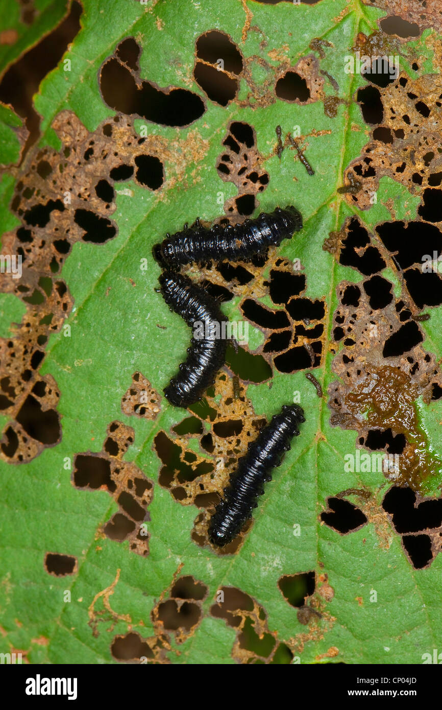 Alder beetle larva hi-res stock photography and images - Alamy