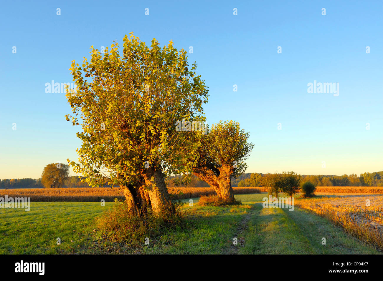 aspen, poplar (Populus spec.), pollarded trees in Lower Rhine region ...