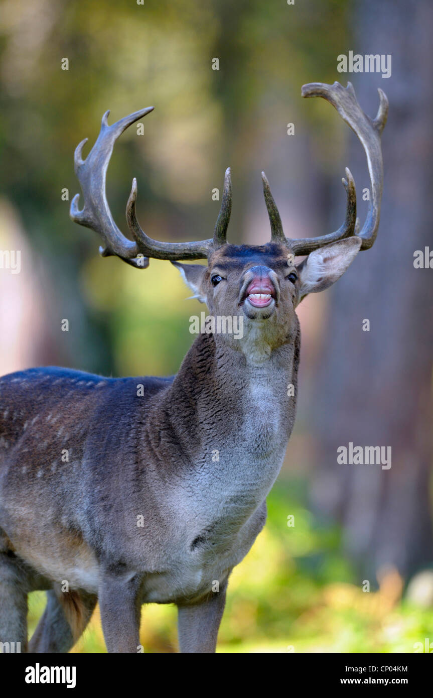 fallow deer (Dama dama, Cervus dama), flehming stag, Germany, North ...