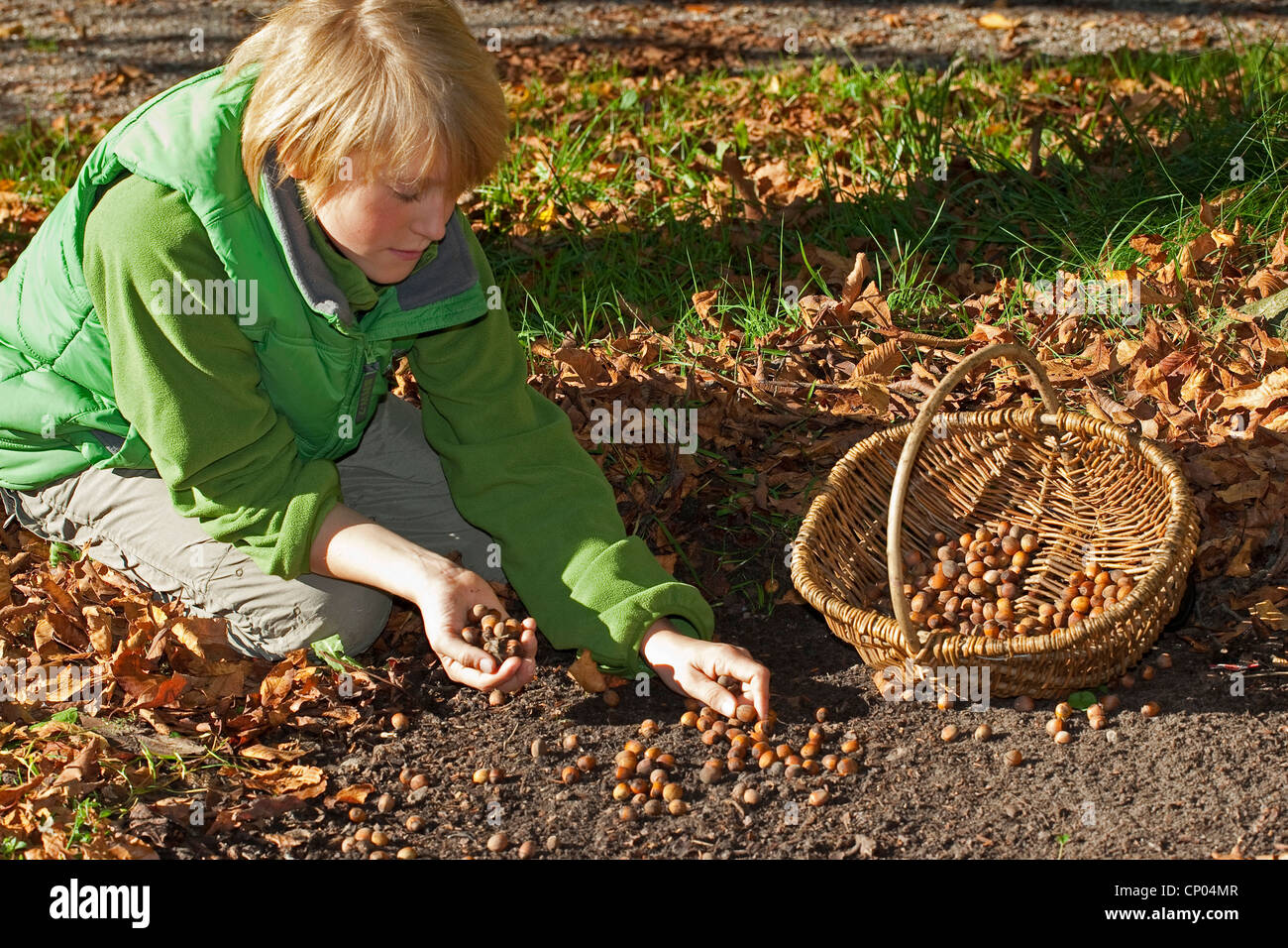 Collecting mature nuts in a basket hi-res stock photography and images ...