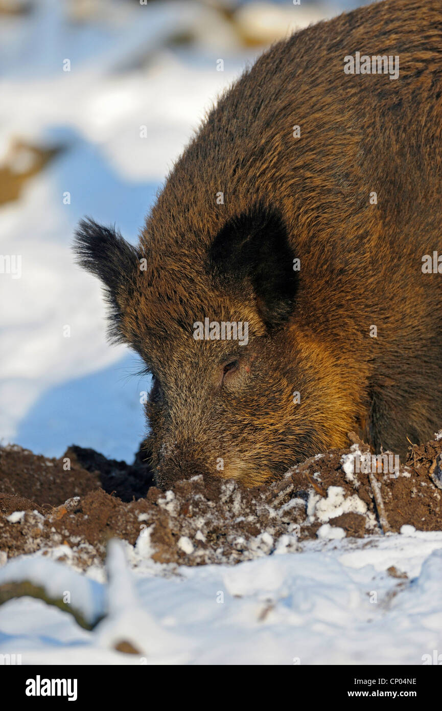 Rooting western europe hi-res stock photography and images - Alamy