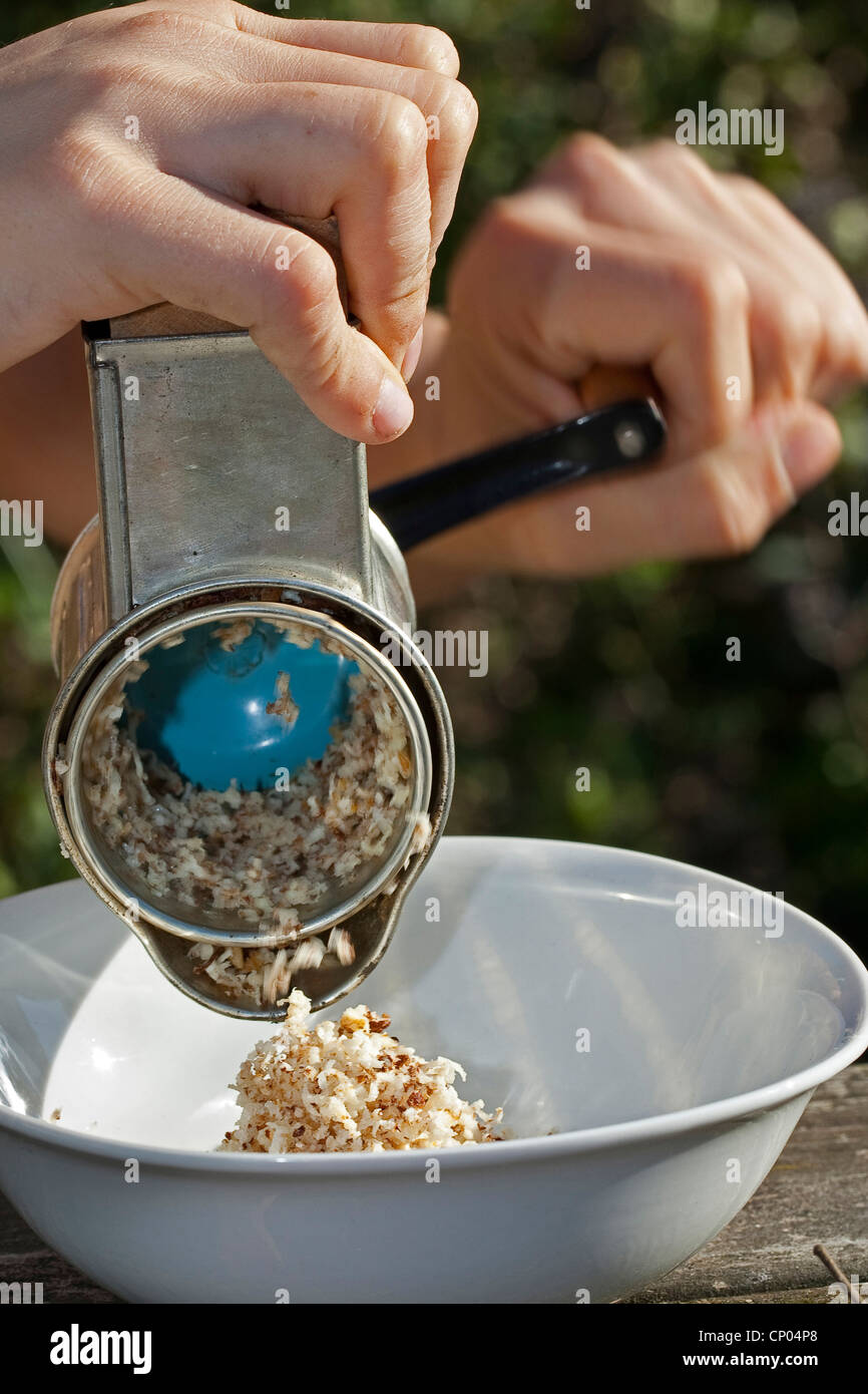 Common hazel (Corylus avellana), child sitting at the garden table ...
