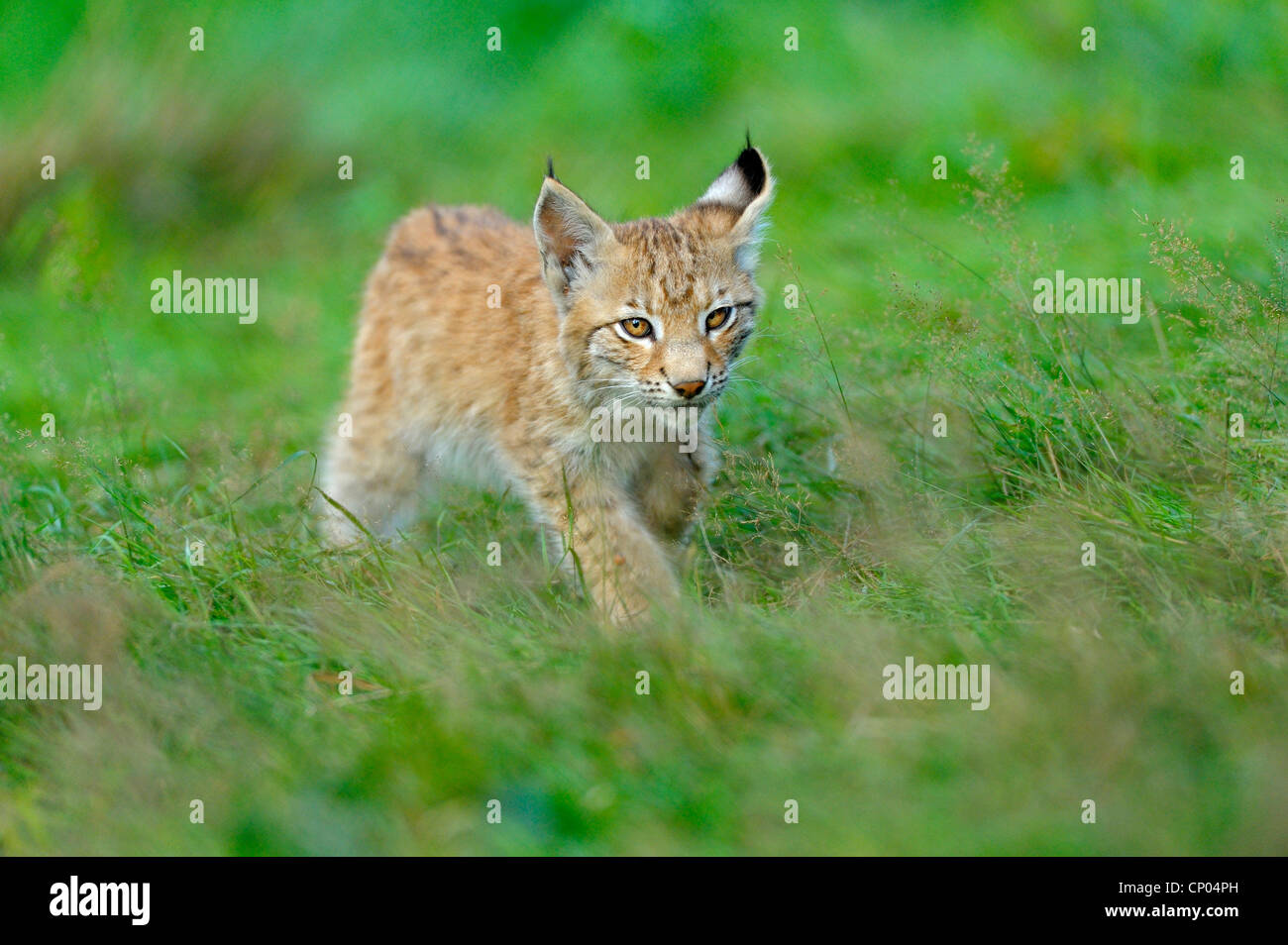 Eurasian lynx (Lynx lynx), pup in a meadow, Germany Stock Photo - Alamy