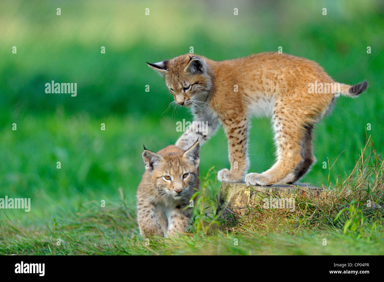 Eurasian lynx (Lynx lynx), playing pups, Germany Stock Photo - Alamy